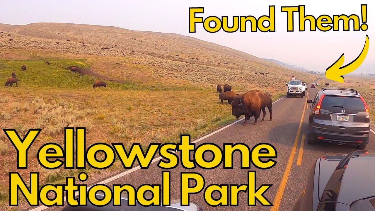 We Found Them! Yellowstone National Park Day Two – PavingNewPaths